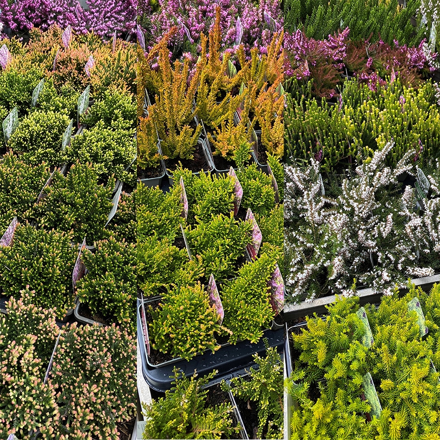 Heather Mixed Selection - Knights Garden Centres