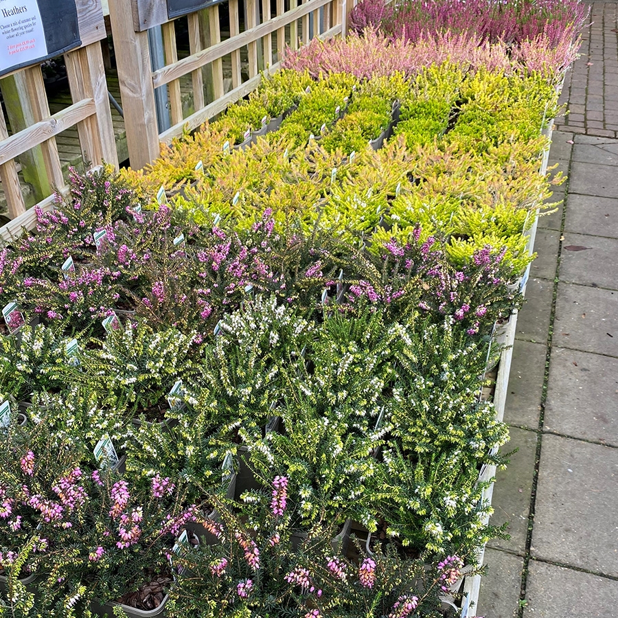Heathers assorted 2 litre pot - Knights Garden Centres
