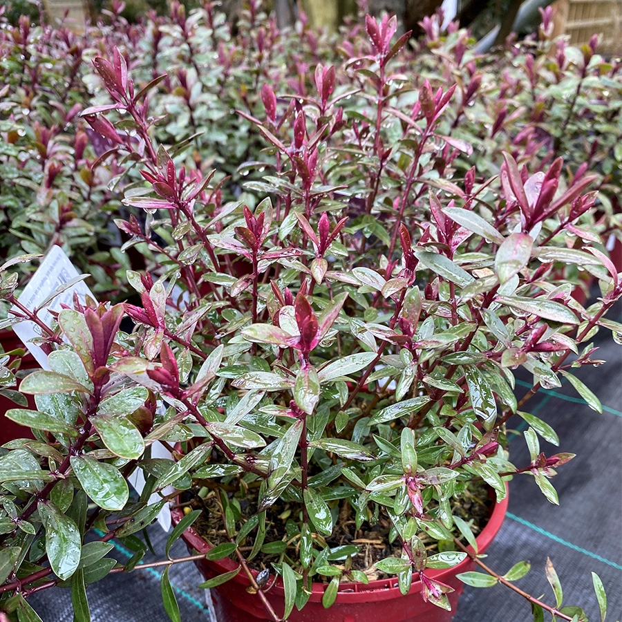 Hebe Burgundy Blush - Knights Garden Centres
