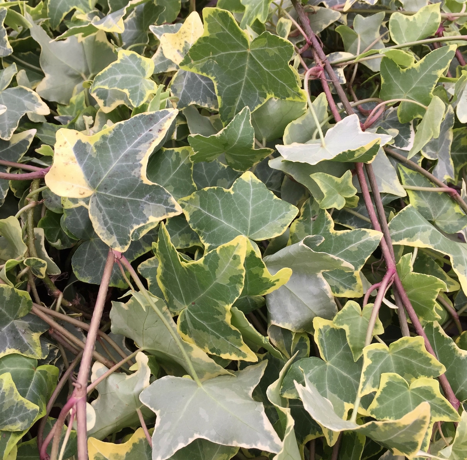 Hedera helix 'Goldchild' 8cm pot - Knights Garden Centres