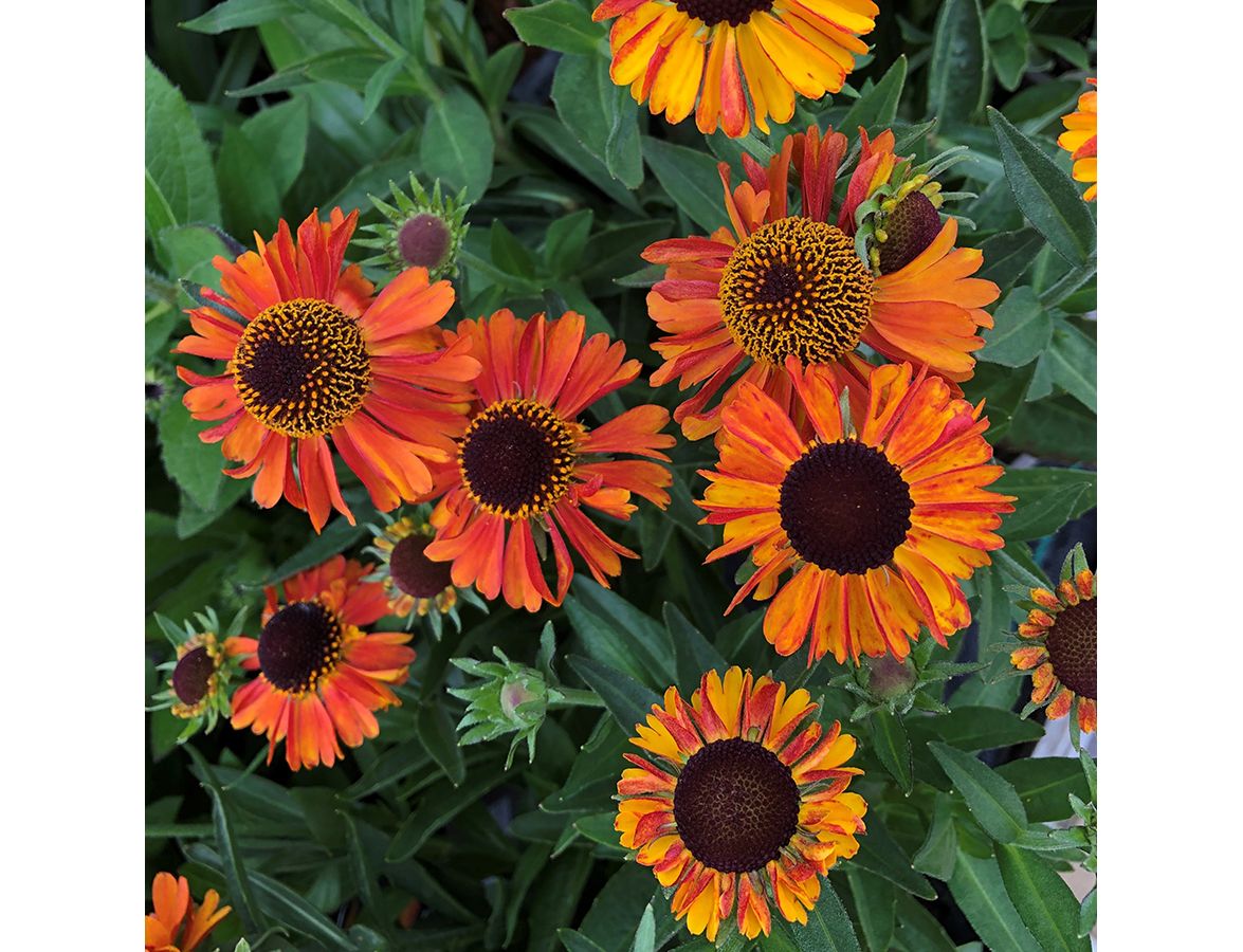 Helenium Short And Sassy Knights Garden Centres