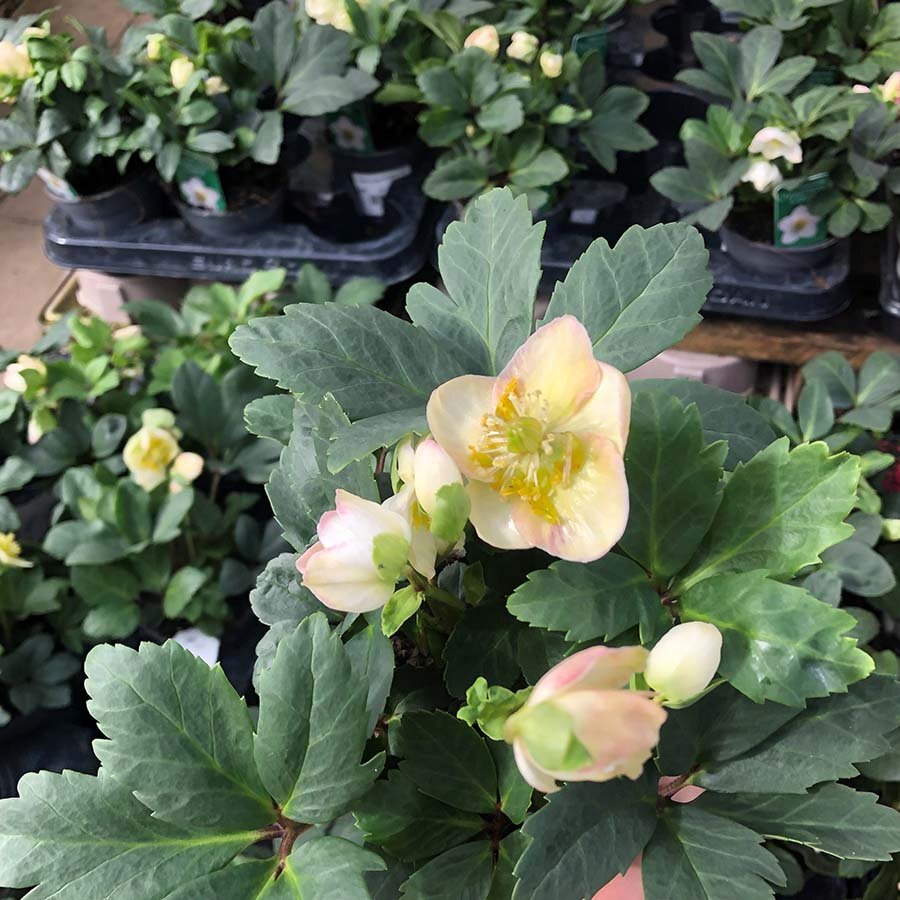 Helleborus niger 'Christmas Carol' 12cm pot - Knights Garden Centres