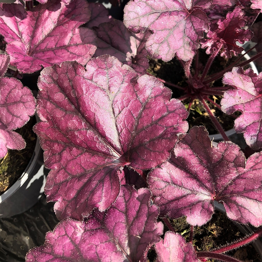 Heuchera Forever Purple - Knights Garden Centres Heuchera Forever Purple - Knights Garden Centres