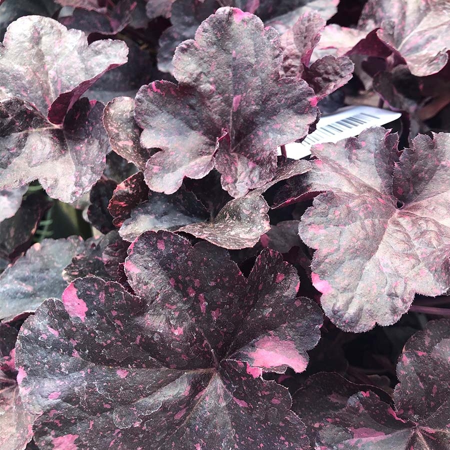 Heuchera Midnight Rose - Knights Garden Centres Heuchera Midnight Rose - Knights Garden Centres