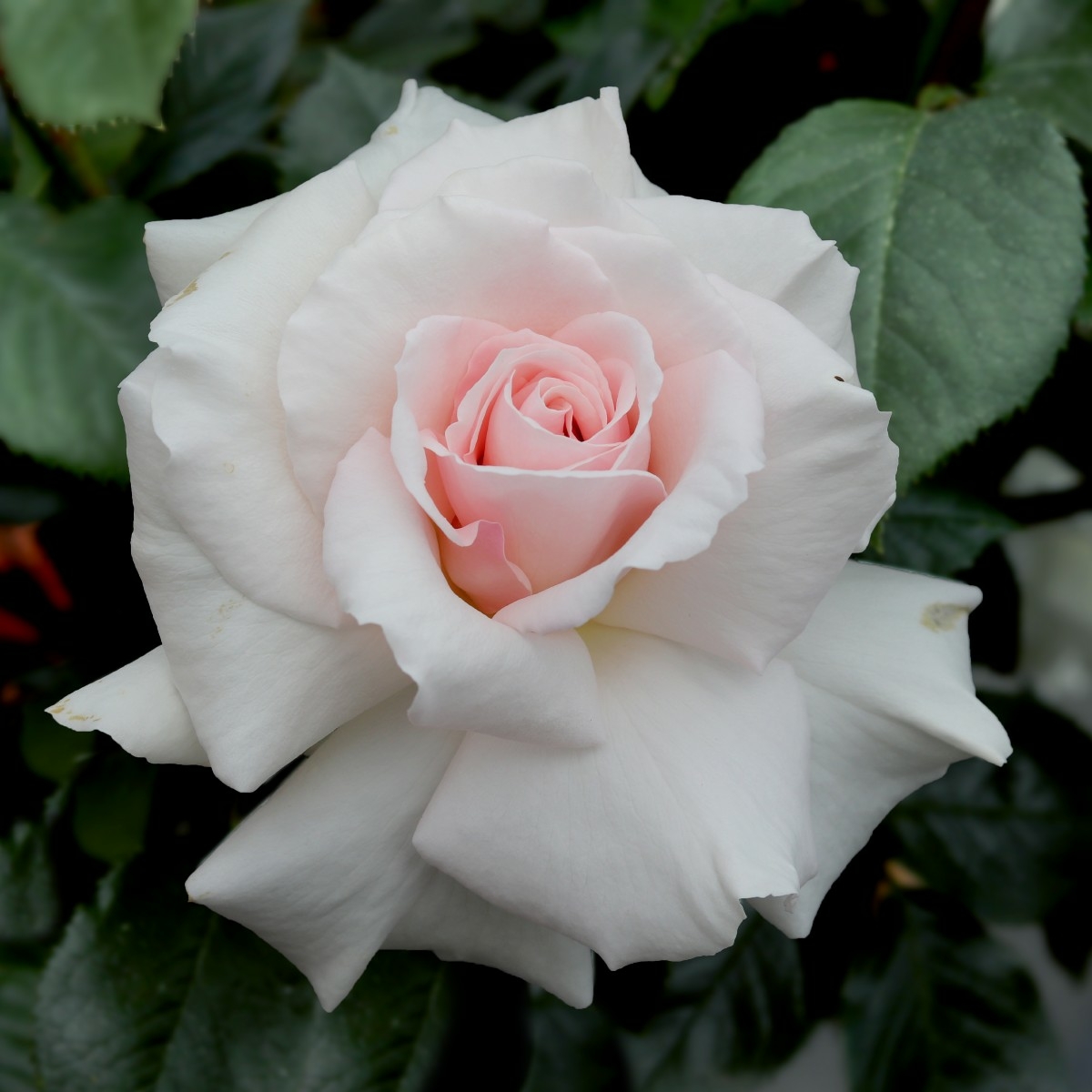 Hybrid Tea Rose A Whiter Shade of Pale by Henry Street - Knights Garden ...