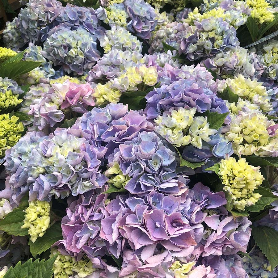 Hydrangea mac Hi River Blue - Knights Garden Centres