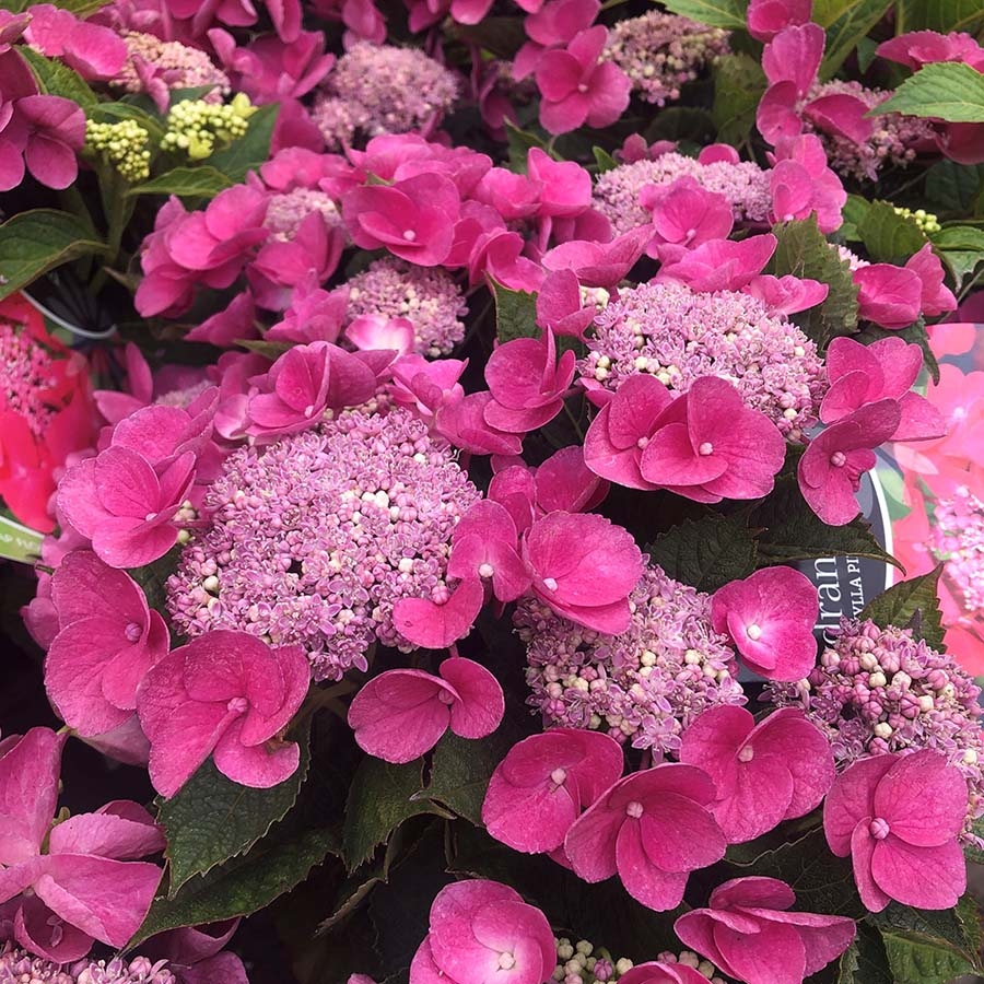 Hydrangea mac teller Nizza Pink - Knights Garden Centres