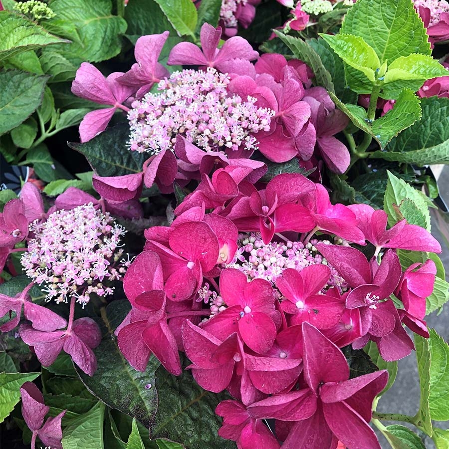 Hydrangea mac teller Red Bull - Knights Garden Centres