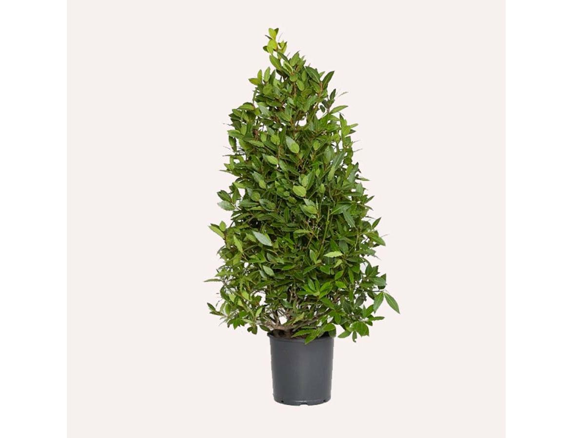 Laurus Nobilis Bay Tree Pyramid - Knights Garden Centres