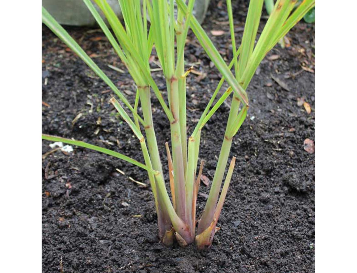 Lemongrass 9cm Pot Knights Garden Centres