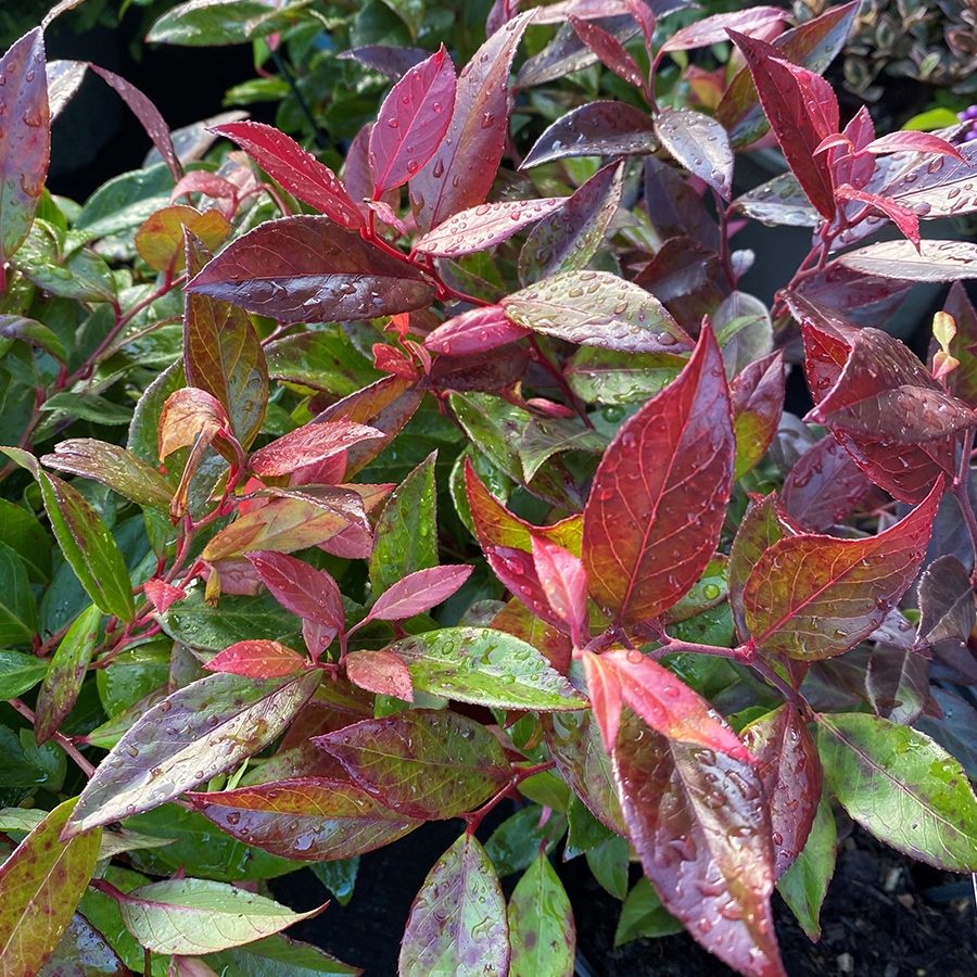 Leucothoe axillaris 'Zeblid' - Knights Garden Centres