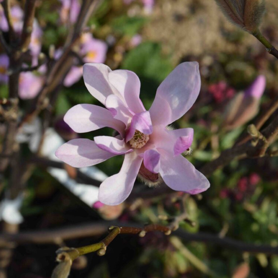 Magnolia loebneri 'Leonard Messel' - Knights Garden Centres