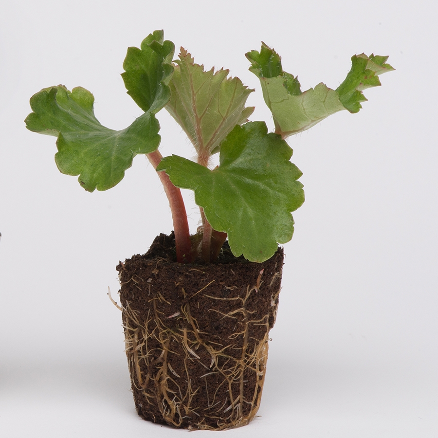 Mini Premium Starter Plant Begonia Nonstop White - Knights Garden Centres