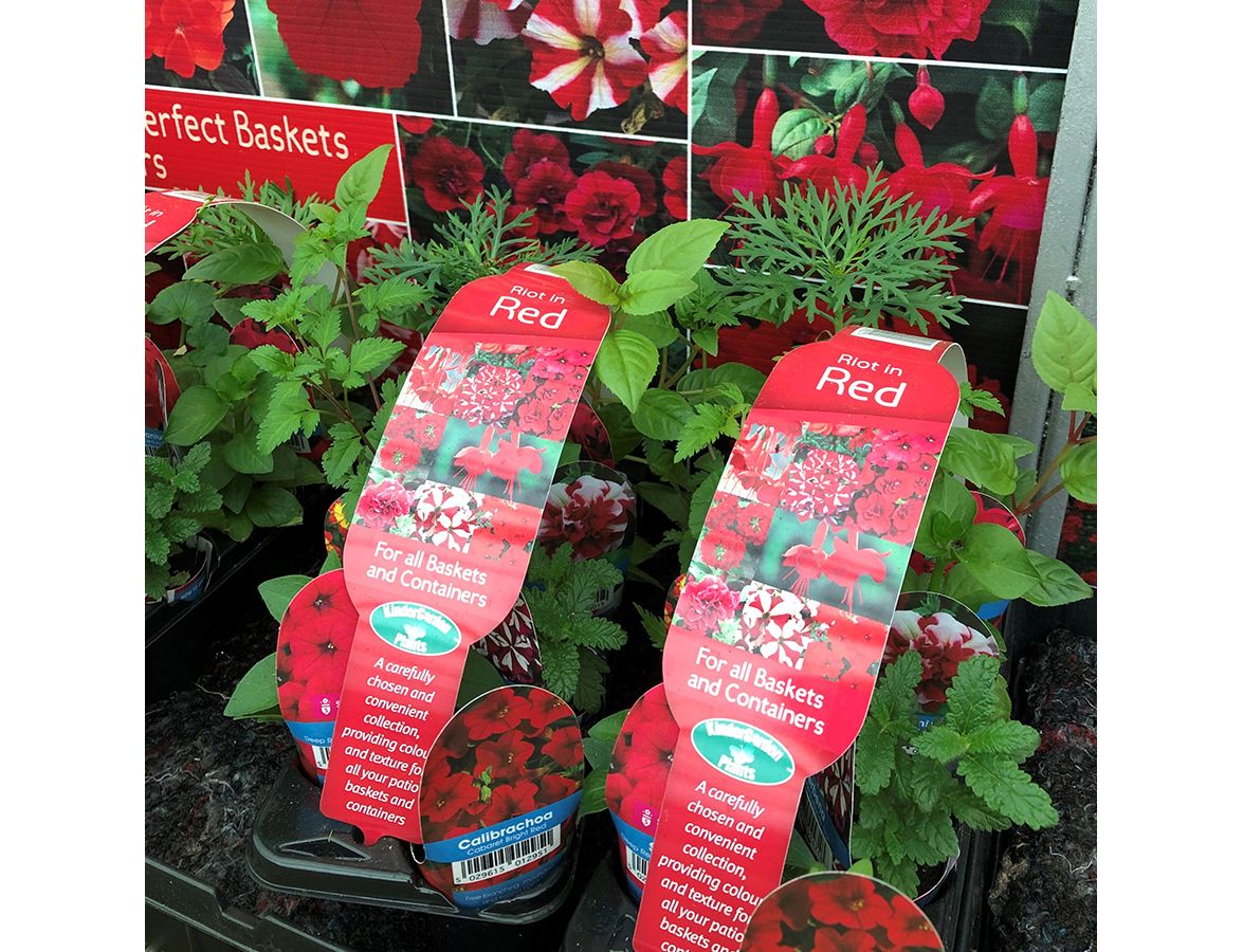 Mini Starter Collection Pack - Riot in Red - Knights Garden Centres