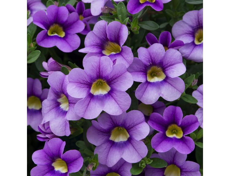Mini Starter Plant Calibrachoa Cabaret Sky Blue - Knights Garden Centres