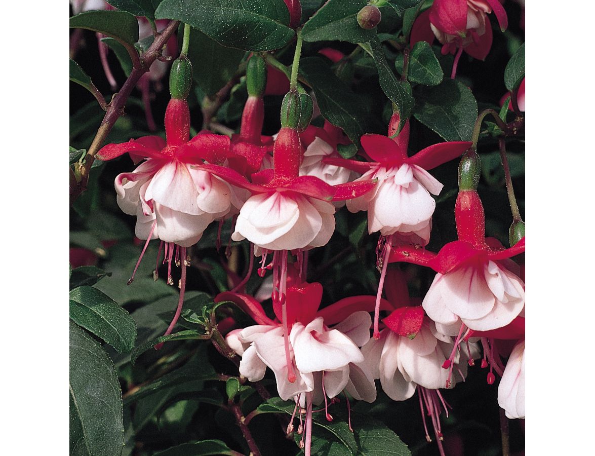 Mini Starter Plant Fuchsia (Hardy/Bush) Snowcap - Knights Garden Centres