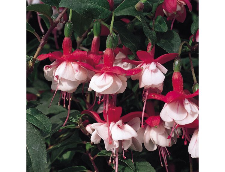 Mini Starter Plant Fuchsia (Hardy/Bush) Snowcap - Knights Garden Centres