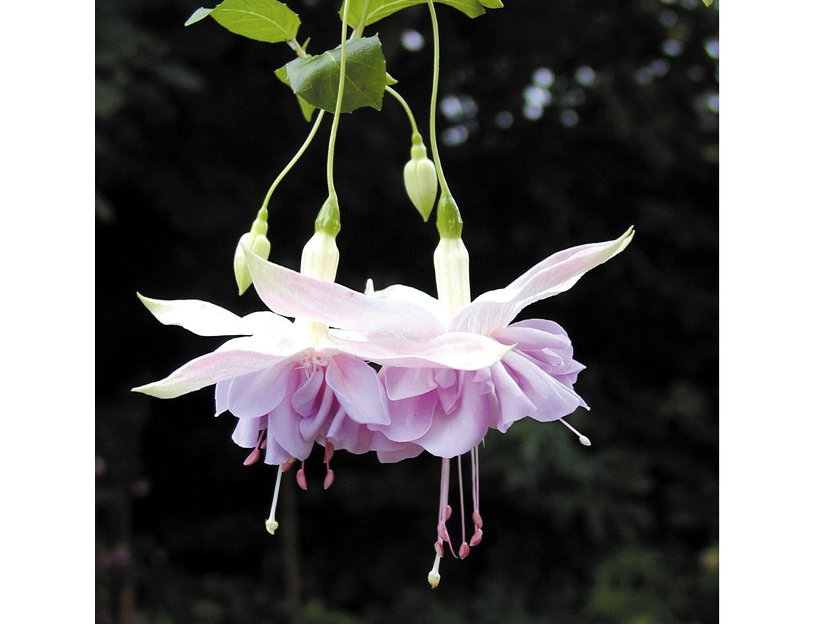 Mini Starter Plant Fuchsia SB (Trailing) Wendy's Beauty - Knights ...