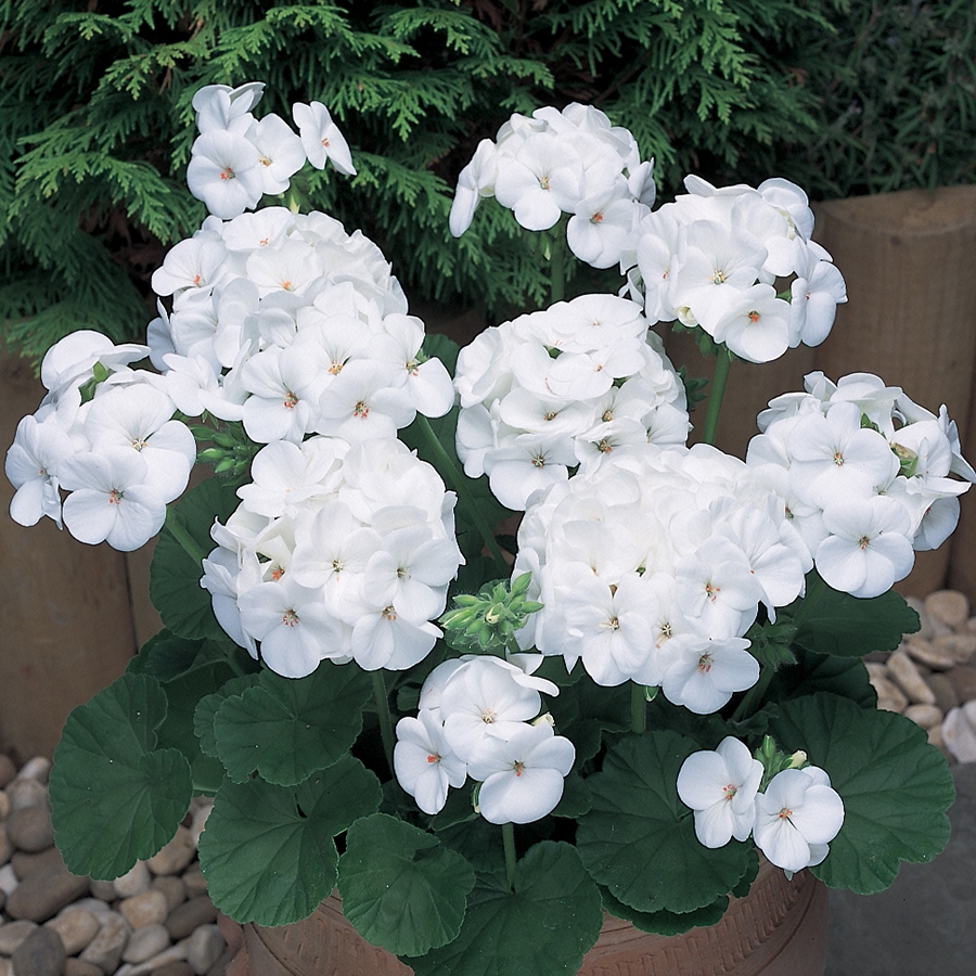Mini Starter Plant Geranium New Century White - Knights Garden Centres
