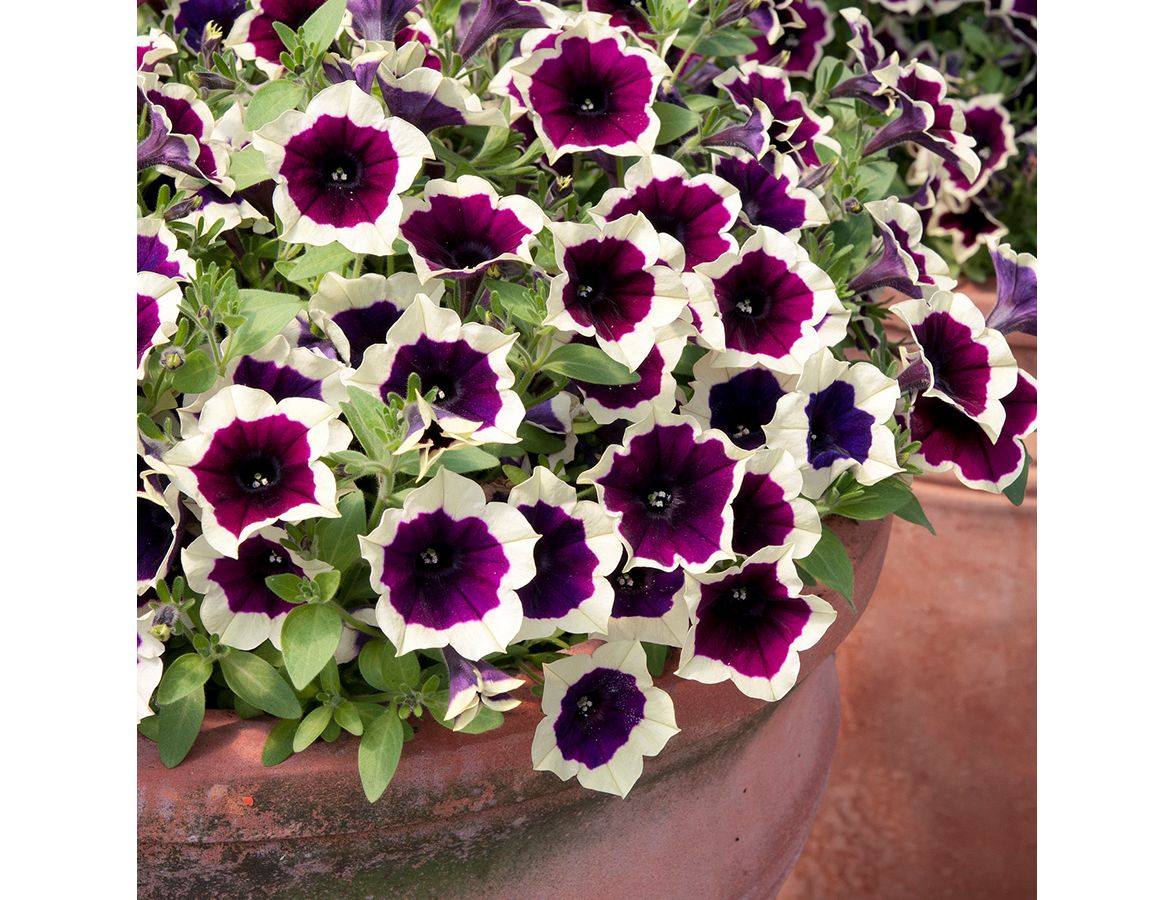 Mini Starter Plant Petunia Cascadia Rim Magenta - Knights Garden Centres