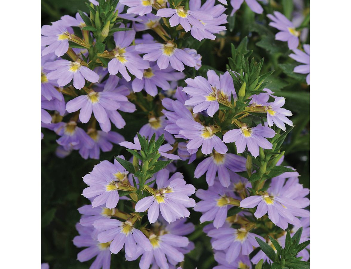 Mini Starter Plant Scaevola Blue Print - Knights Garden Centres
