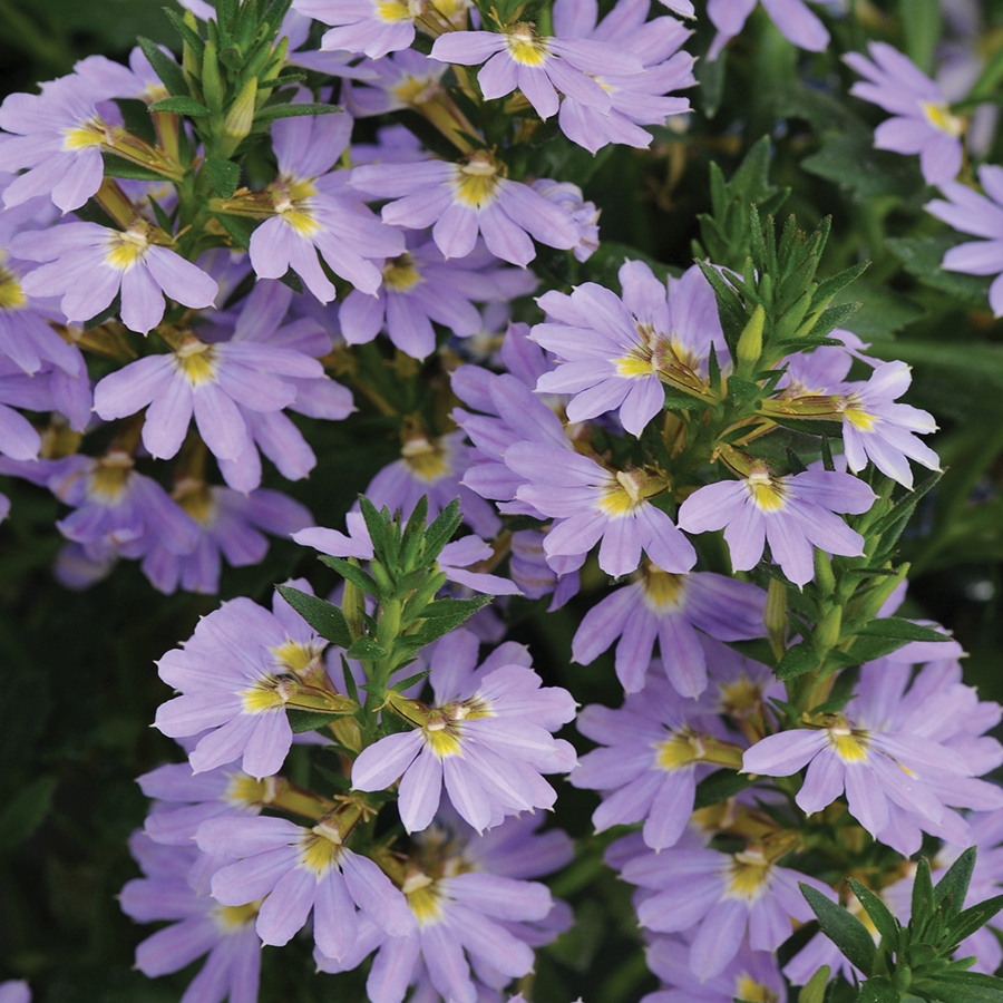Mini Starter Plant Scaevola Blue Print - Knights Garden Centres