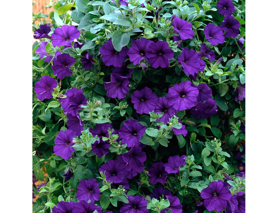 Mini Starter Plant Surfinia® Blue - Knights Garden Centres