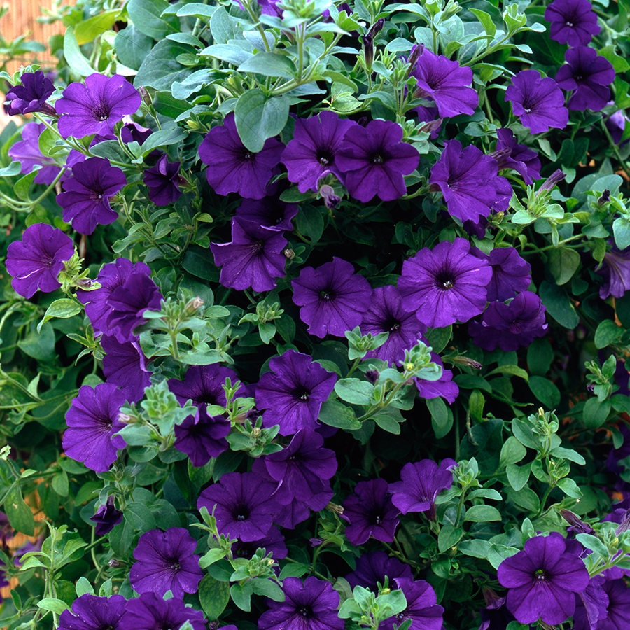 Mini Starter Plant Surfinia® Blue - Knights Garden Centres