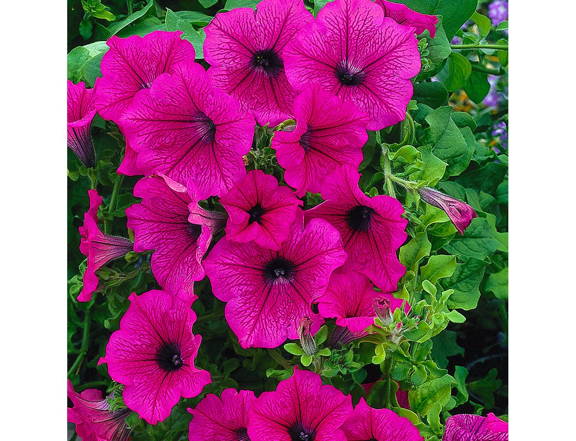 Mini Starter Plant Surfinia® Hot Pink - Knights Garden Centres