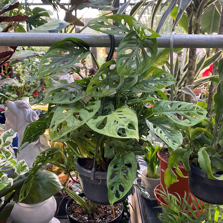 Monstera Monkey Leaf hanging pot - Knights Garden Centres