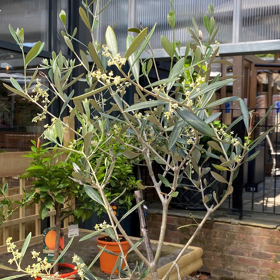 Olea Europea Bush Branched Olive - Knights Garden Centres