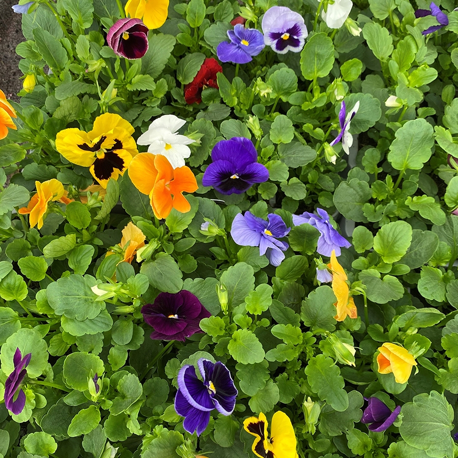 Pansy Delta Tutti Frutti 20 pack - Knights Garden Centres