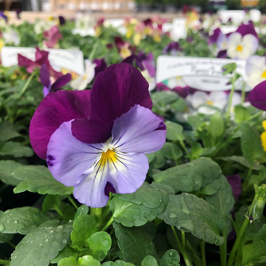 Pansy Trailing Purple Wing Jumbo 6 pack - Knights Garden Centres