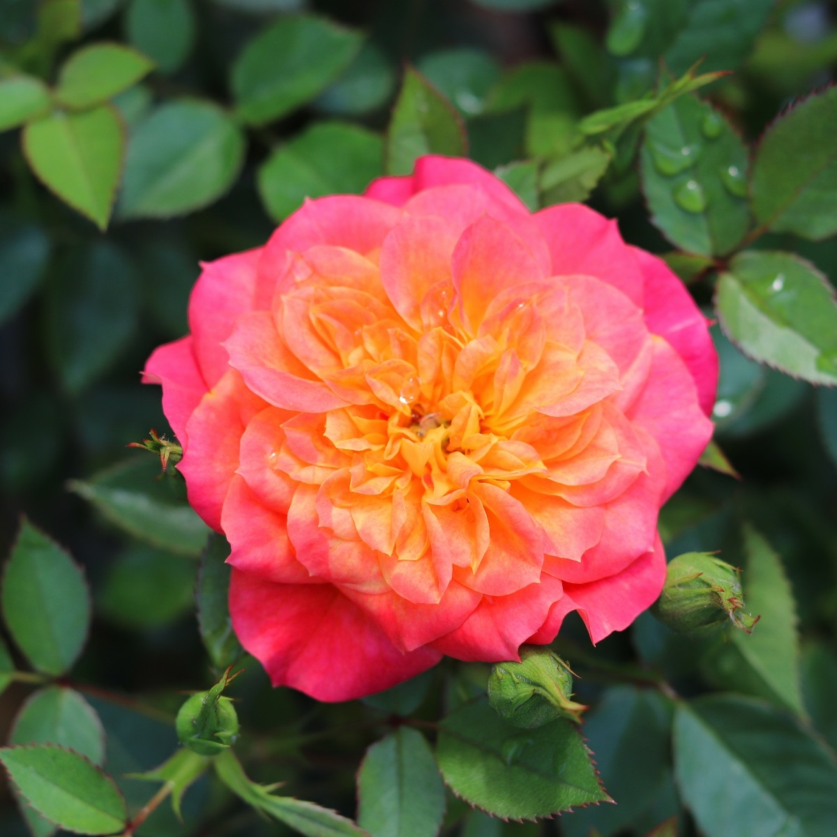 Patio Rose Mandarin by Henry Street - Knights Garden Centres