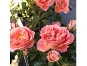 Patio Roses - Knights Garden Centres