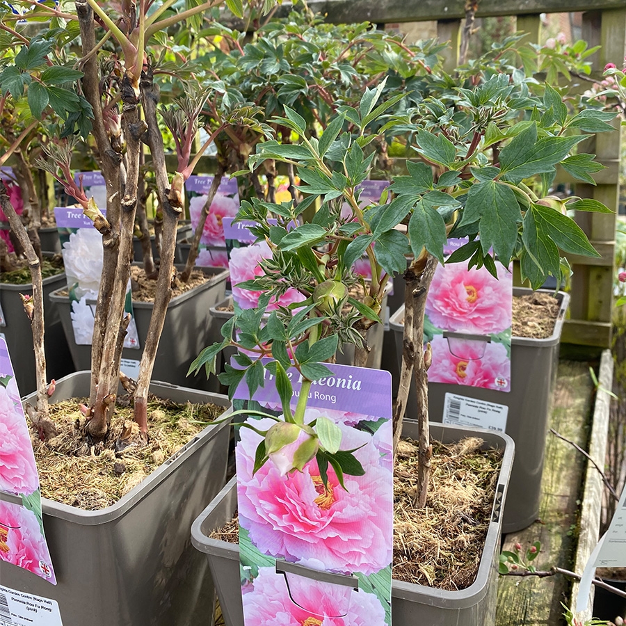 Peony Rou Fu Rong (Tree Paeonia) - Knights Garden Centres