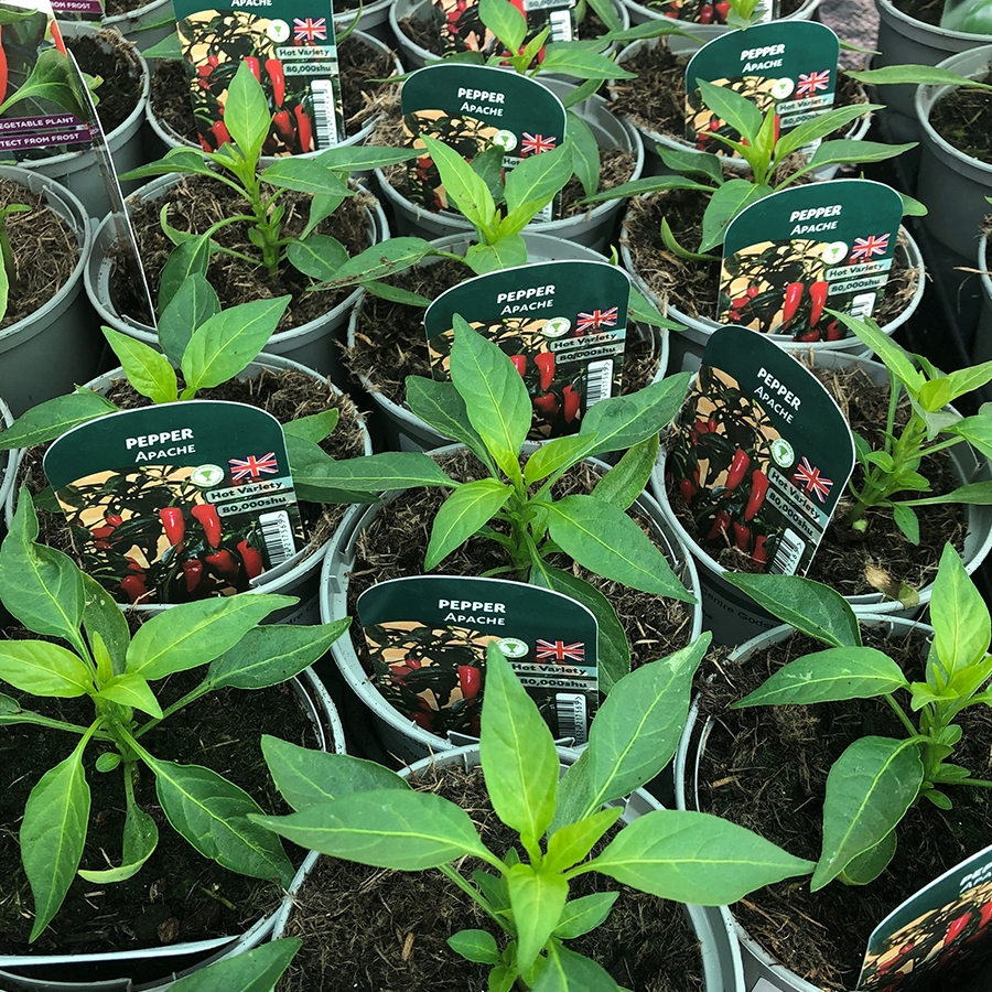 Pepper Plant Chilli Apache 8.5cm pot - Knights Garden Centres