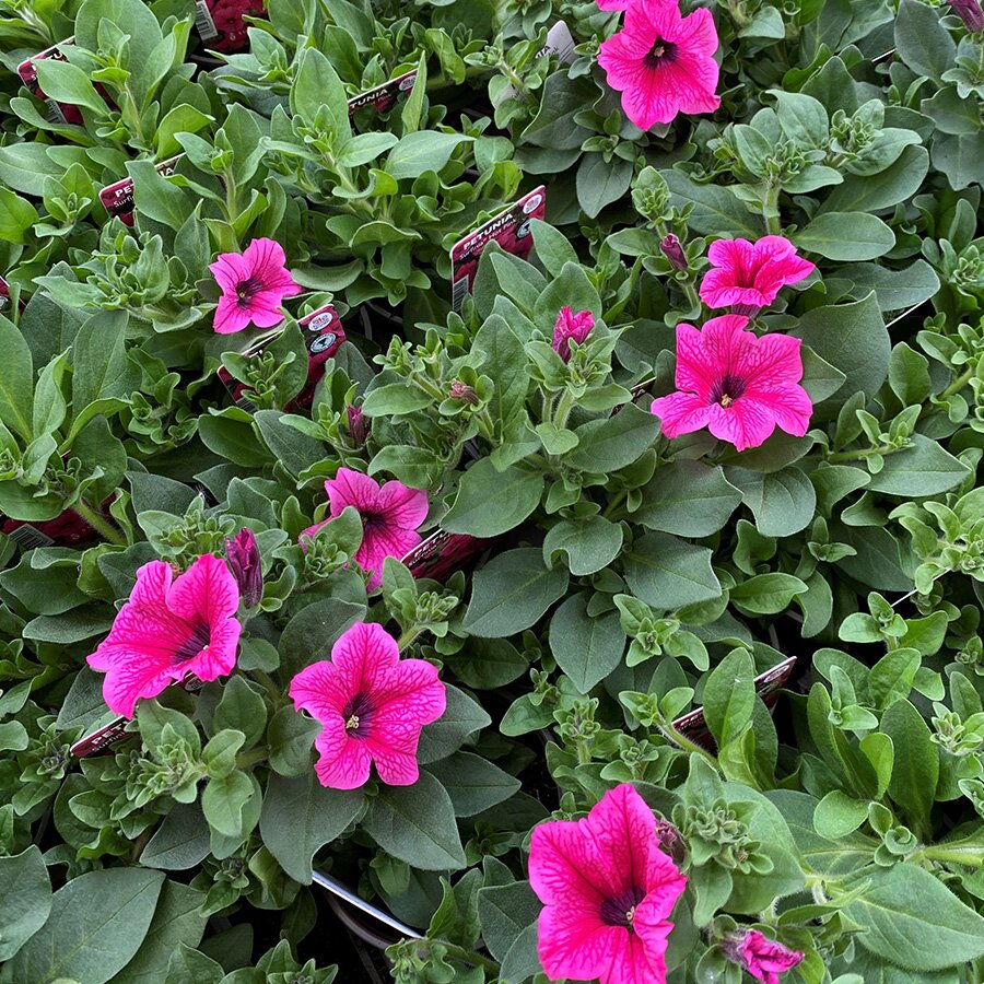 Petunia Surfinia Hot Pink 10.5cm pot - Knights Garden Centres