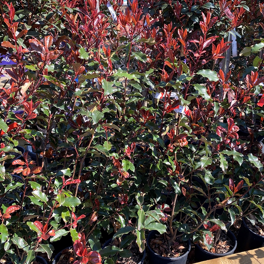 Photinia Fraseri Magical Volcano - Knights Garden Centres