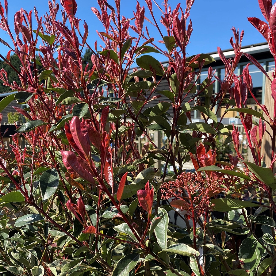 Photinia Fraseri Pink Marble 10 litre pot - Knights Garden Centres
