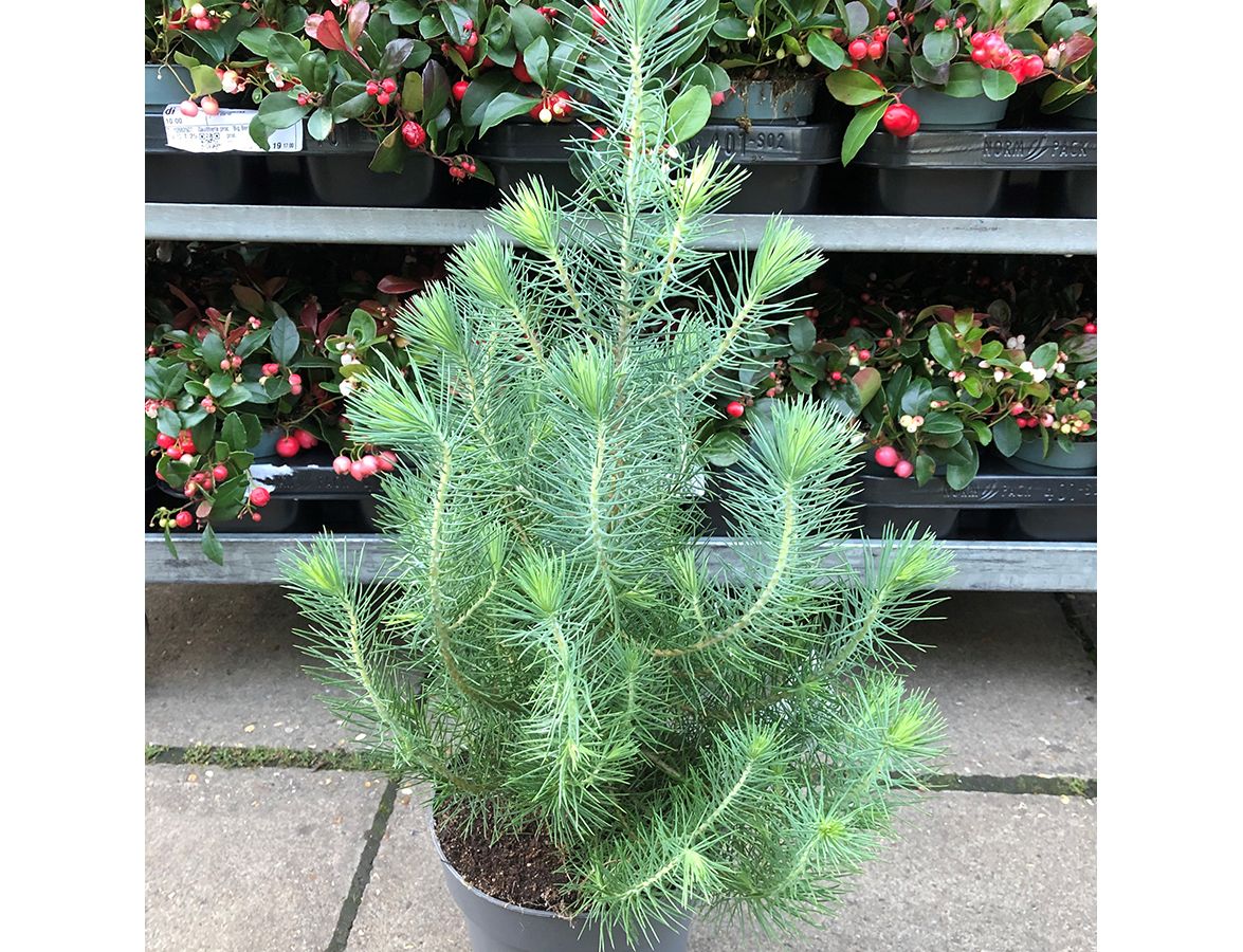 Pinus pinea 'Silver Crest' 2 litre pot - Knights Garden Centres