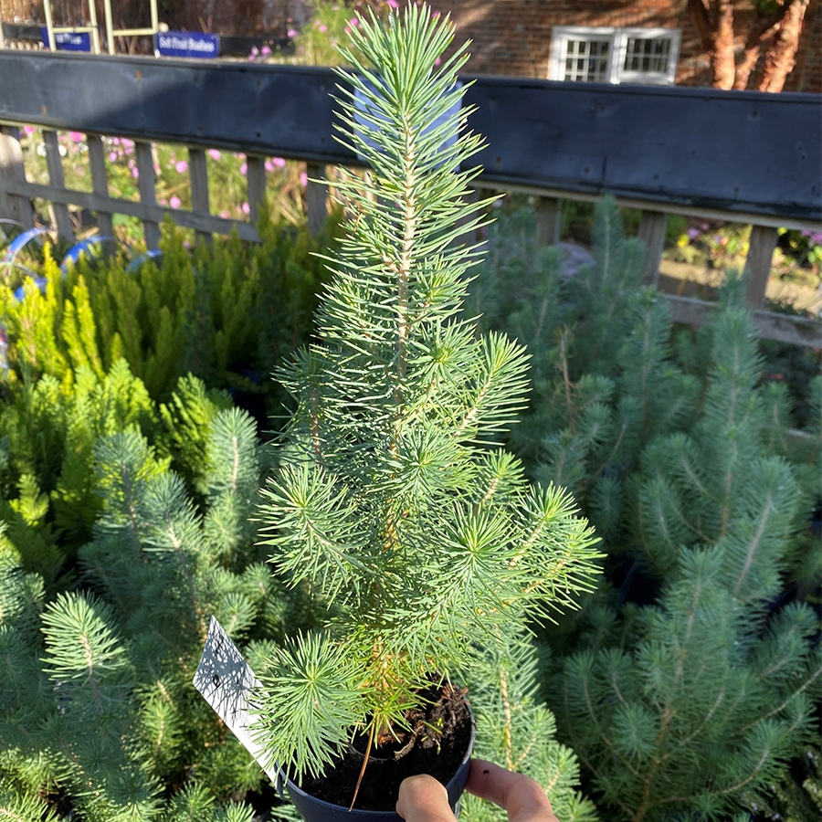 Pinus pinea 'Silver Crest' 10.5cm pot - Knights Garden Centres