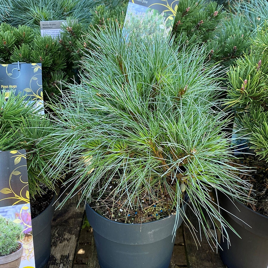 Pinus strobus 'Blue Shag' - Knights Garden Centres