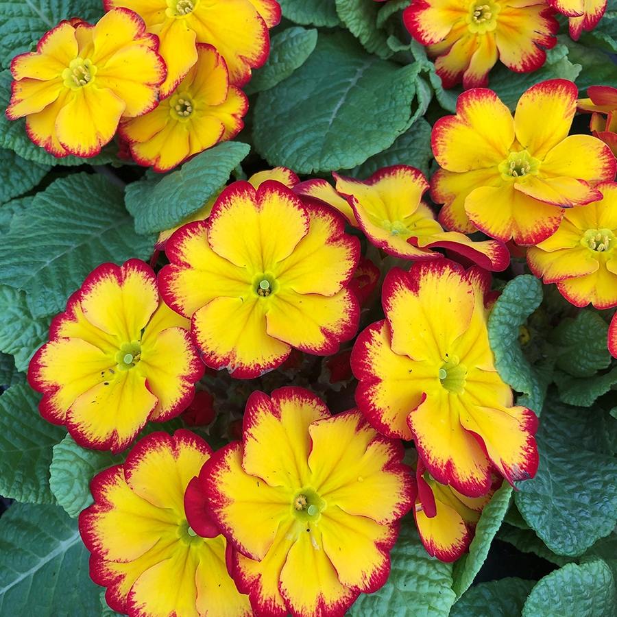 Primrose Red Bicolour 9cm pot - Knights Garden Centres