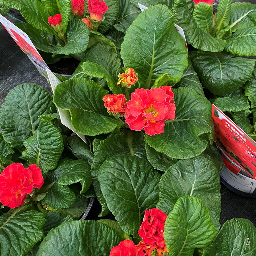 Primrose Rosebud Red Shades - Knights Garden Centres