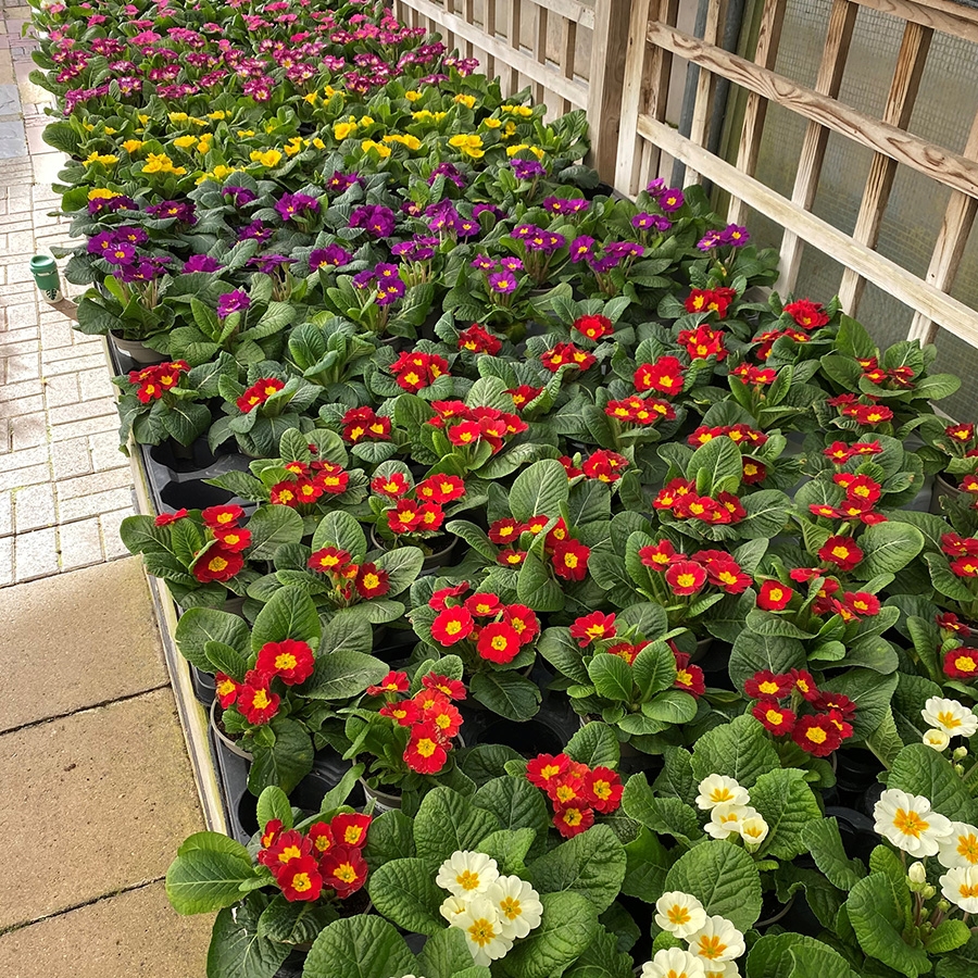 Primula acaulis mix 10.5cm pot - Knights Garden Centres