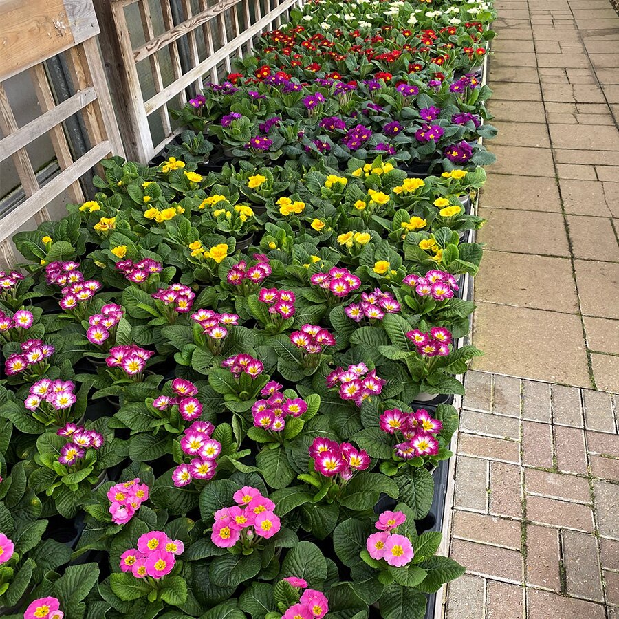 Primula acaulis mix 10.5cm pot - Knights Garden Centres