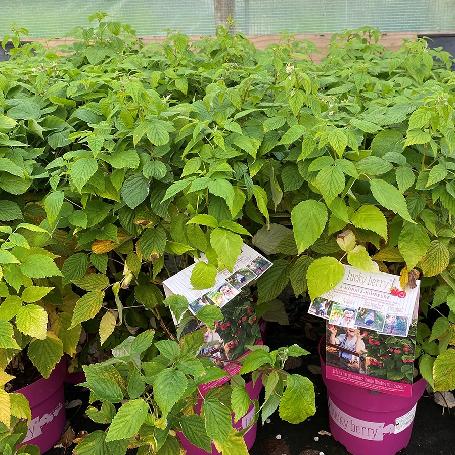 Raspberry Rubus idaeus 'Lucky Berry'® - Knights Garden Centres