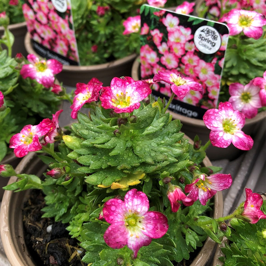 Saxifrage Alpino Early Picotee - Knights Garden Centres