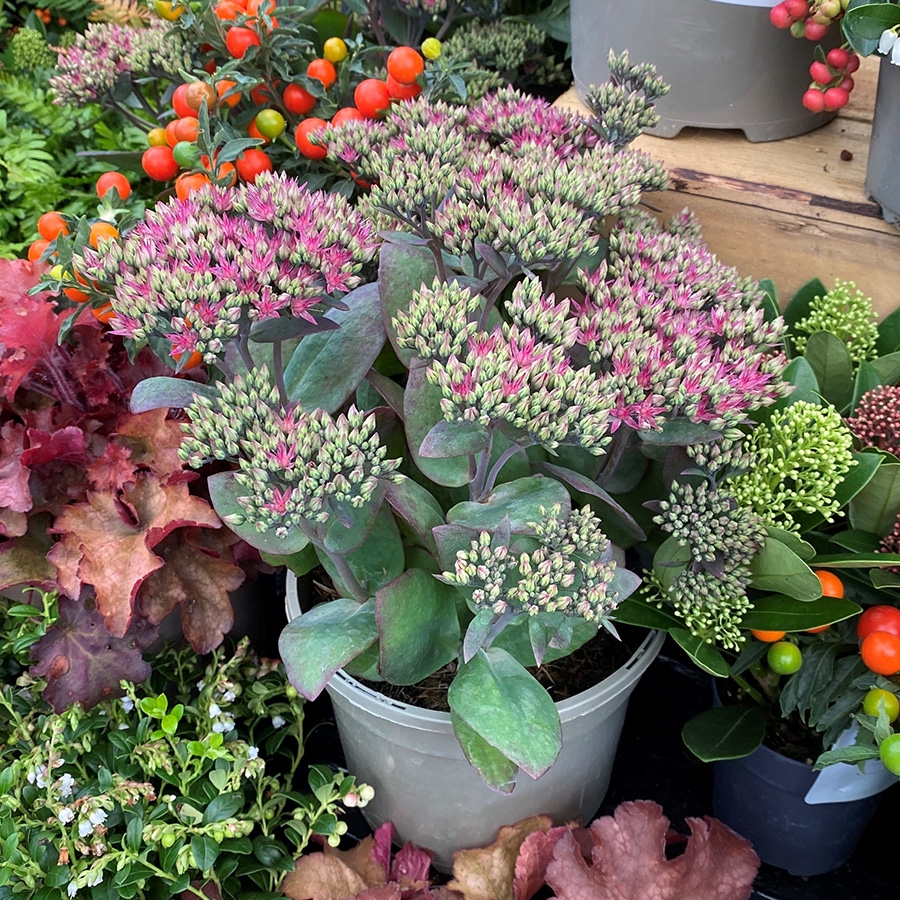Sedum Class Act - Knights Garden Centres